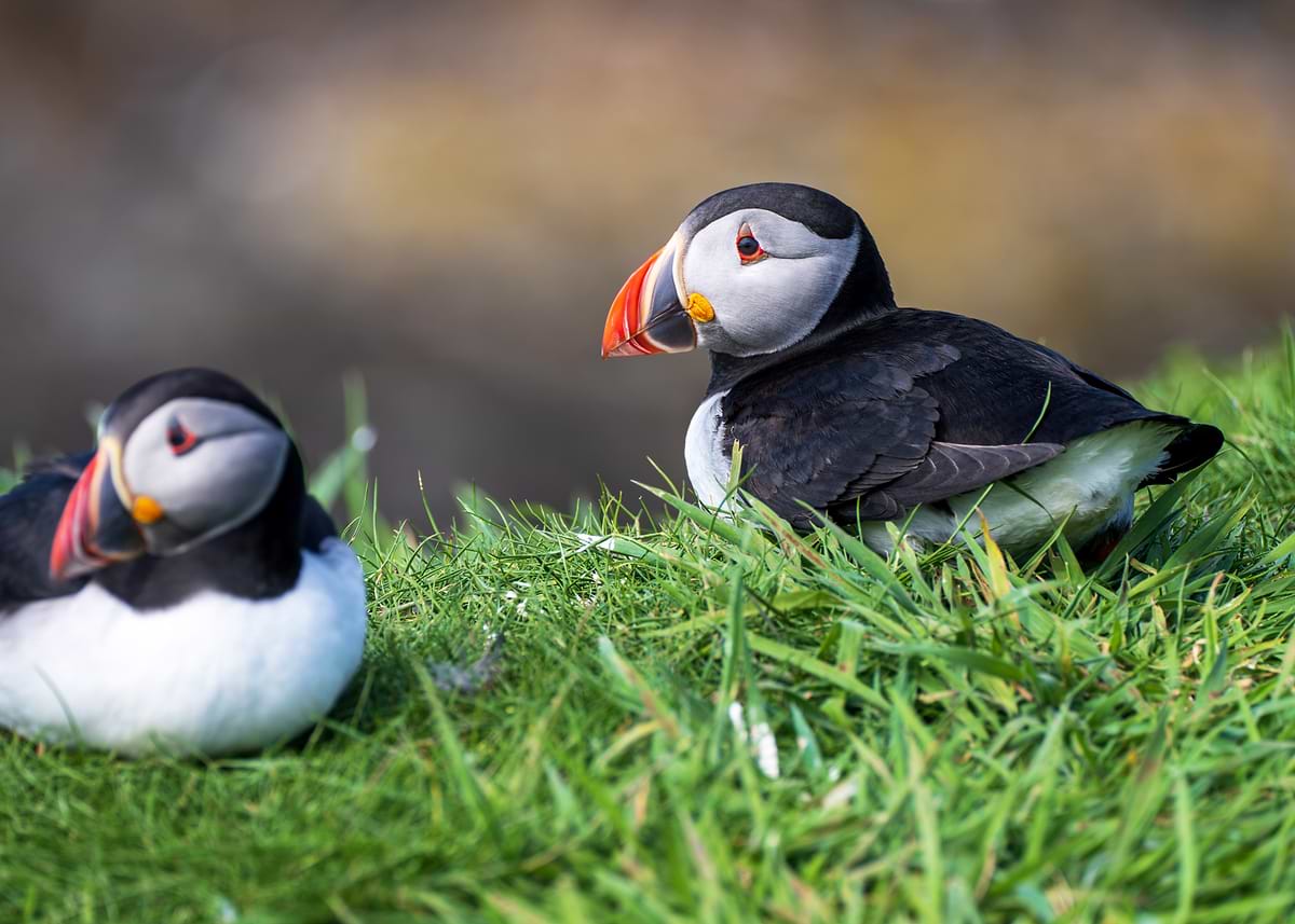 'Two Puffins Resting on Green Grass' Poster, picture, metal print ...