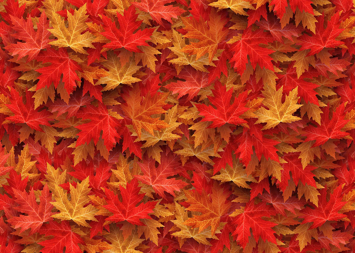 'Autumn Forest Red Maples Leaves' Poster, picture, metal print, paint ...