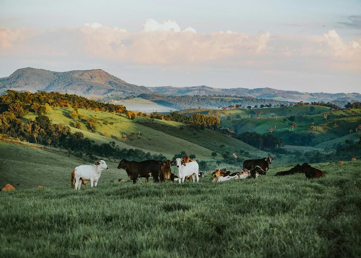 'Cows Grazing in Green Pasture Landscape' Poster, picture, metal print ...