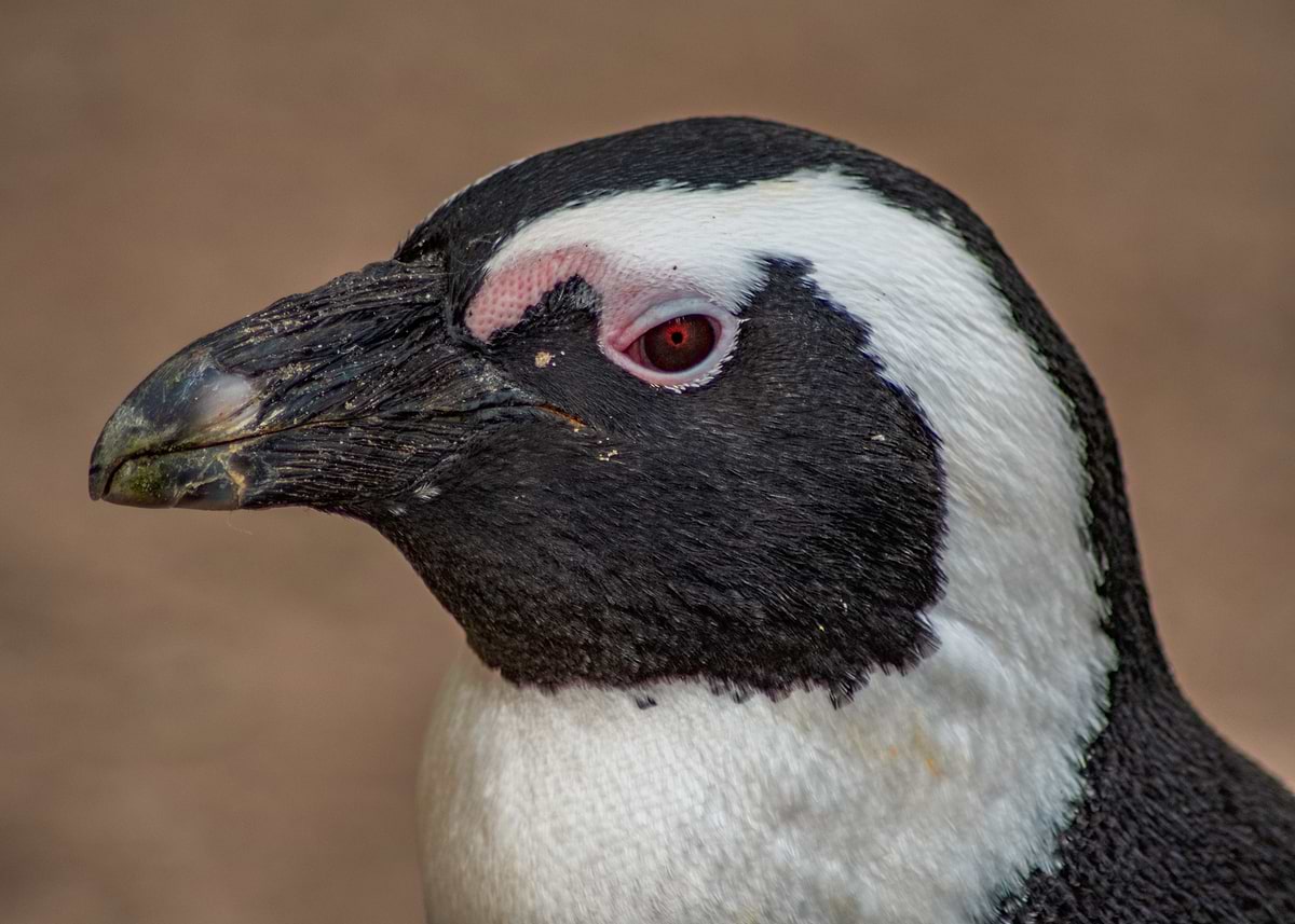 'Close-up of an African Penguin' Poster, picture, metal print, paint by ...