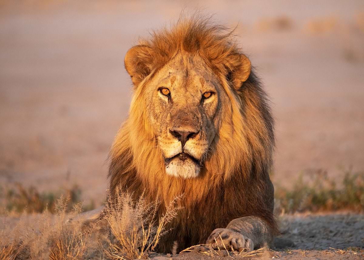 'Sekoti — Legendary Savuti Lion (Brother of Waziba, Romeo & Pretty Boy ...