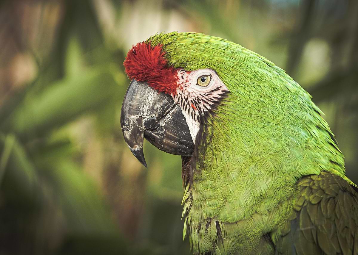 'Green Parrot with Red Forehead' Poster, picture, metal print, paint by ...