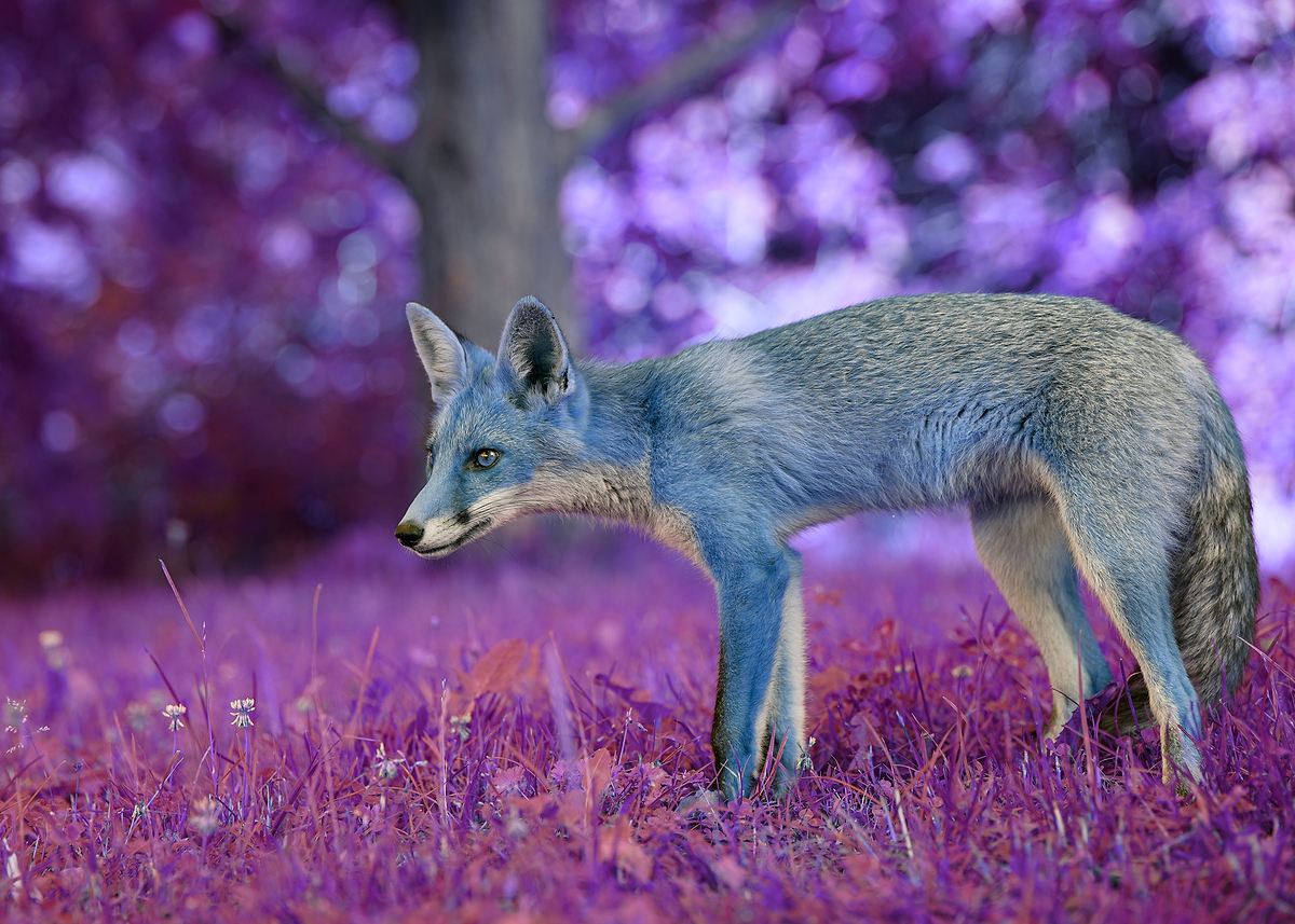 'Blue Fox in Purple Field' Poster, picture, metal print, paint by ...