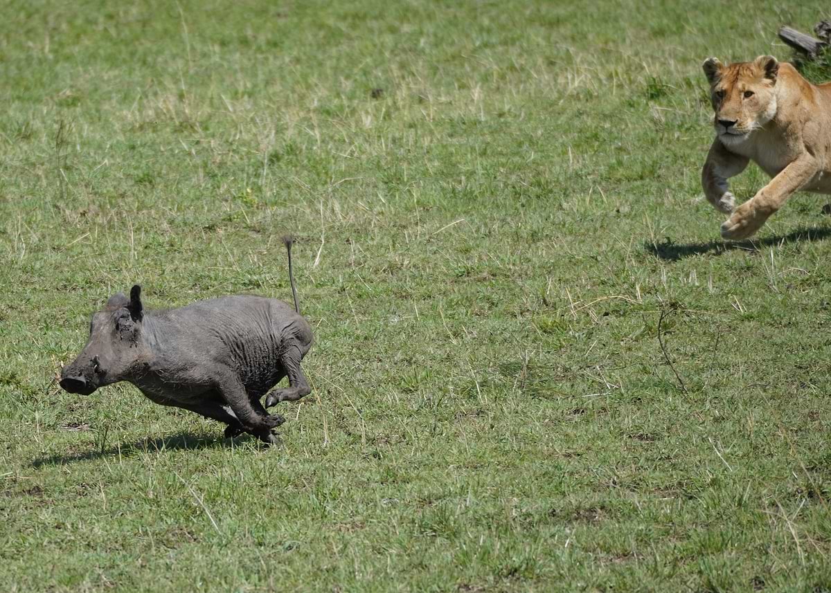 'Warthog Running from Lion in Grassland' Poster, picture, metal print ...