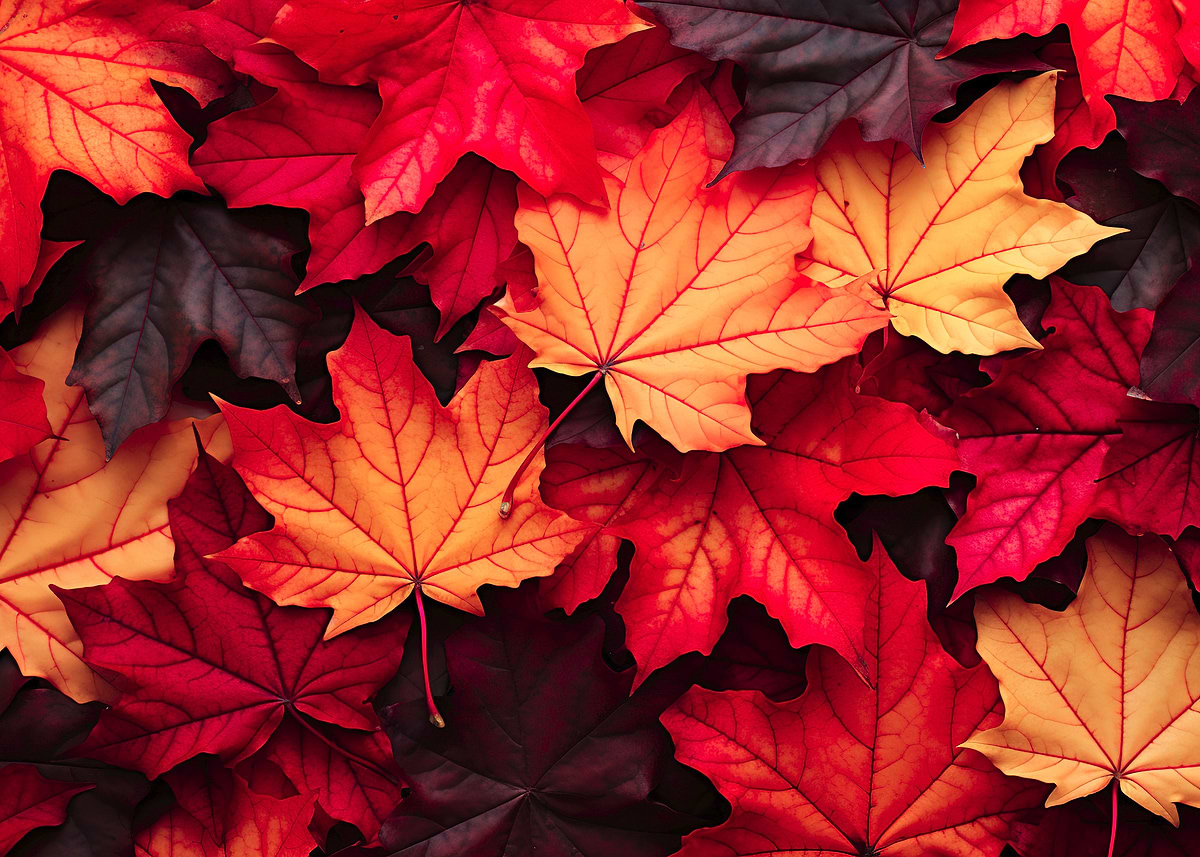 'Autumn Maple Leaves' Poster, picture, metal print, paint by snakebyte ...