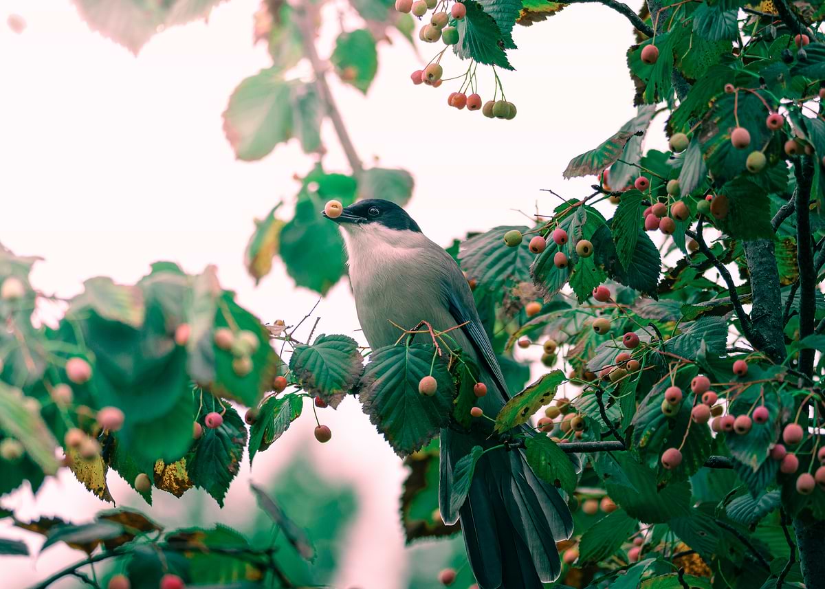 'Bird eating berry on tree branch' Poster, picture, metal print, paint ...