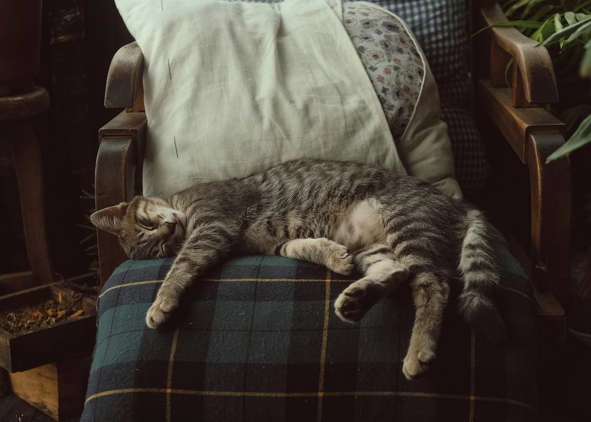 'Sleeping tabby cat on plaid chair' Poster, picture, metal print, paint ...