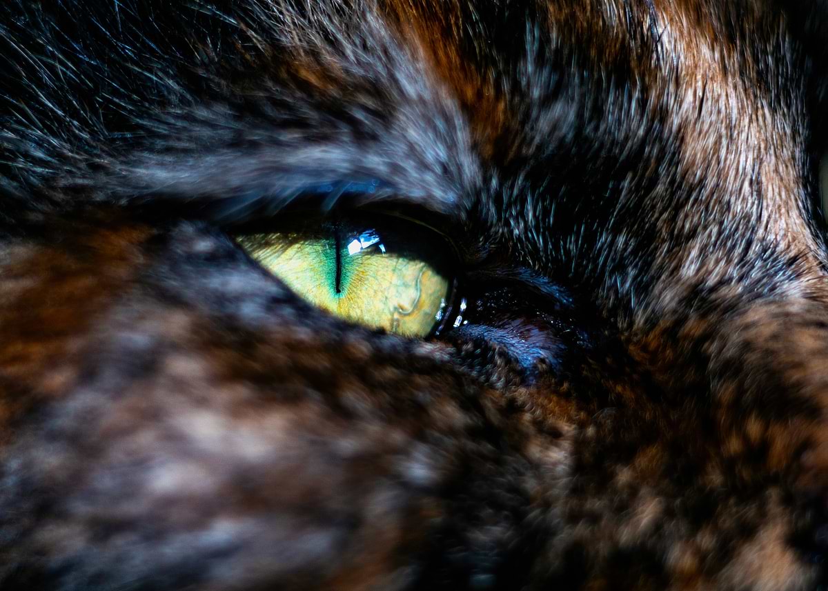 'Close-up of a cat's eye' Poster, picture, metal print, paint by goood ...