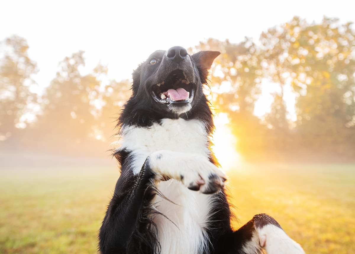 'Happy Dog Standing in Sunlight' Poster, picture, metal print, paint by ...