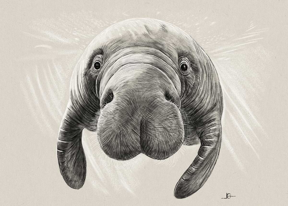 'Detailed Manatee Portrait' Poster, picture, metal print, paint by ...
