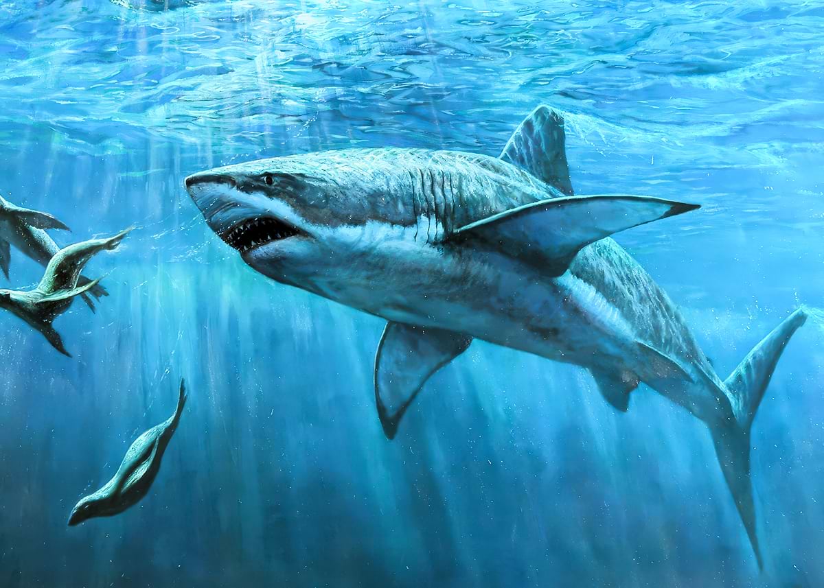 'Megalodon Shark Underwater with Seals' Poster, picture, metal print ...
