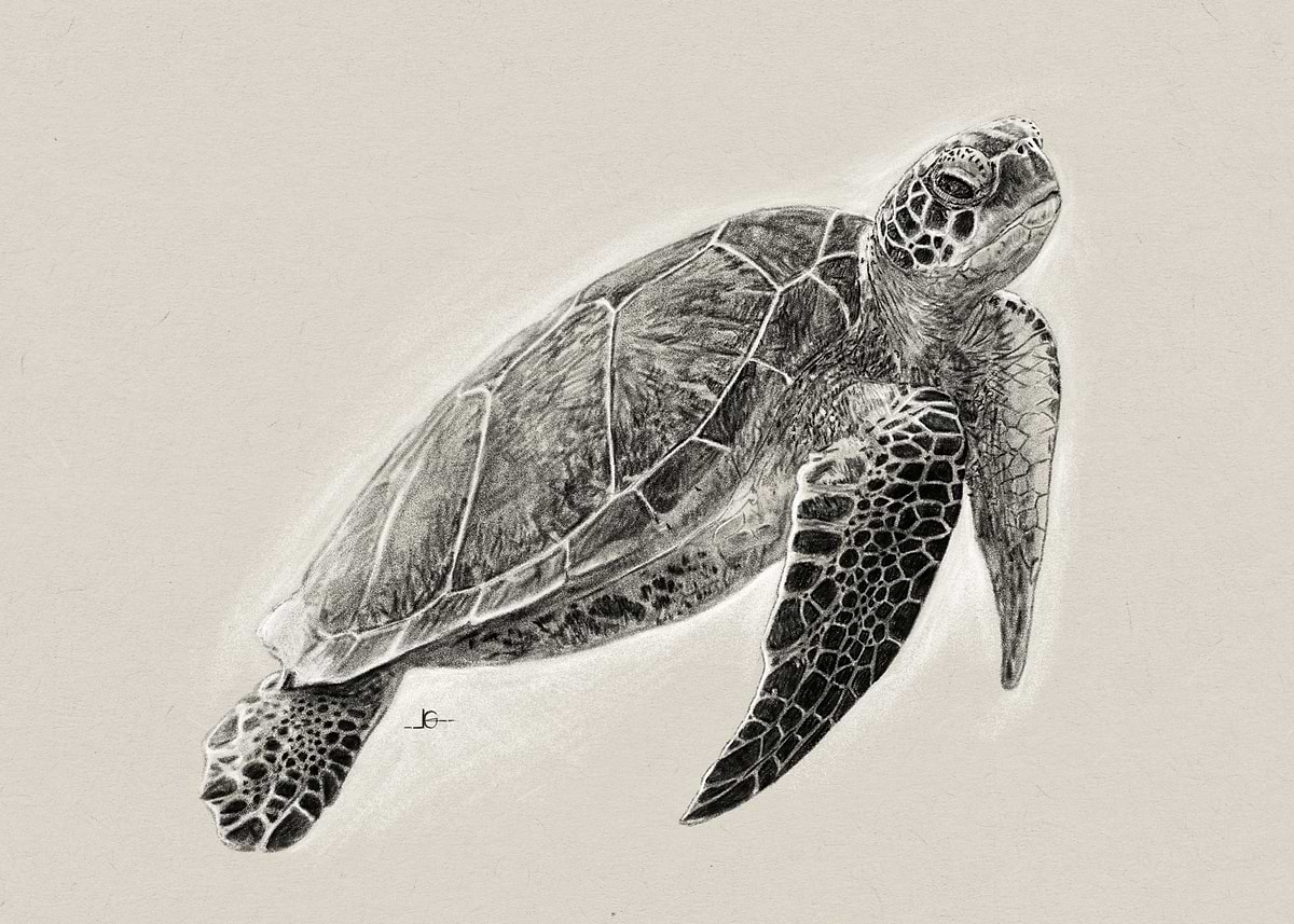 'Sea Turtle Pencil Drawing' Poster, picture, metal print, paint by ...