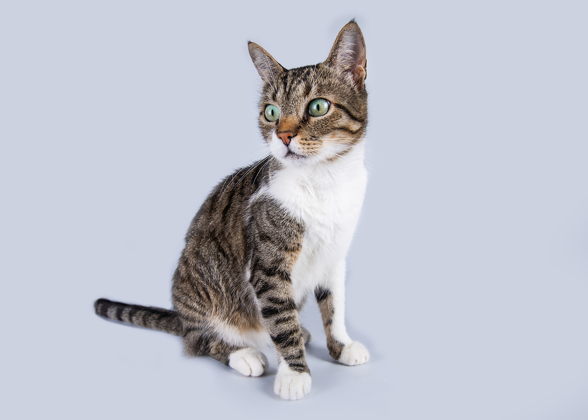 'Tabby Cat Portrait on Light Background' Poster, picture, metal print ...