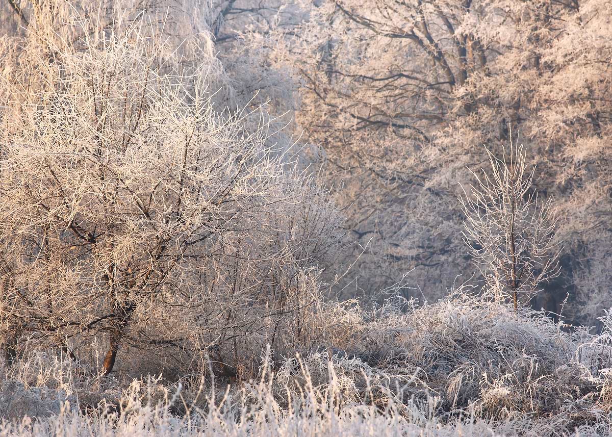 'Frosty Winter Landscape' Poster, picture, metal print, paint by ...