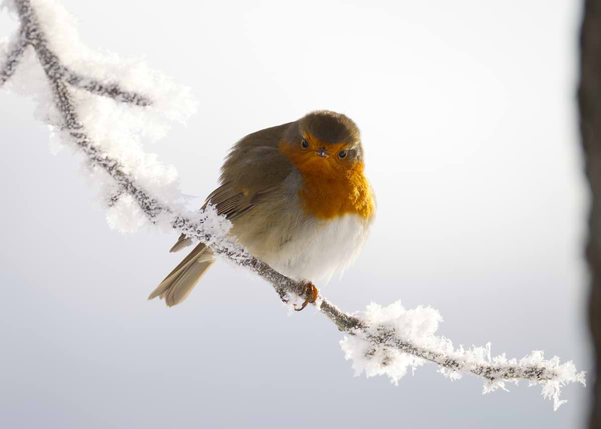 'Robin perched on a frosty branch' Poster, picture, metal print, paint ...