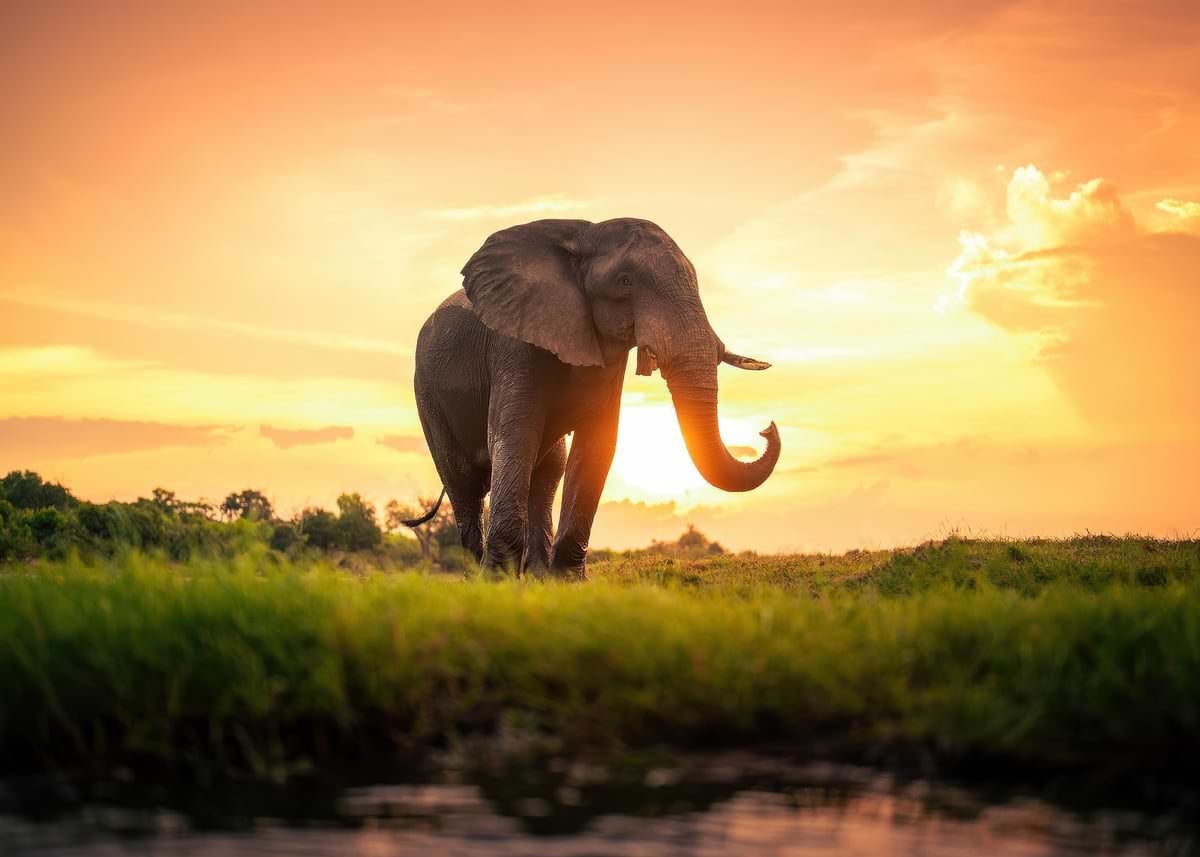 'Elephant at Sunset' Poster, picture, metal print, paint by goood ...