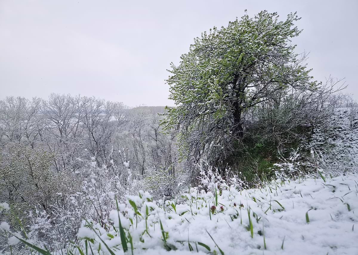 'Snowfall on Spring Trees' Poster, picture, metal print, paint by ...