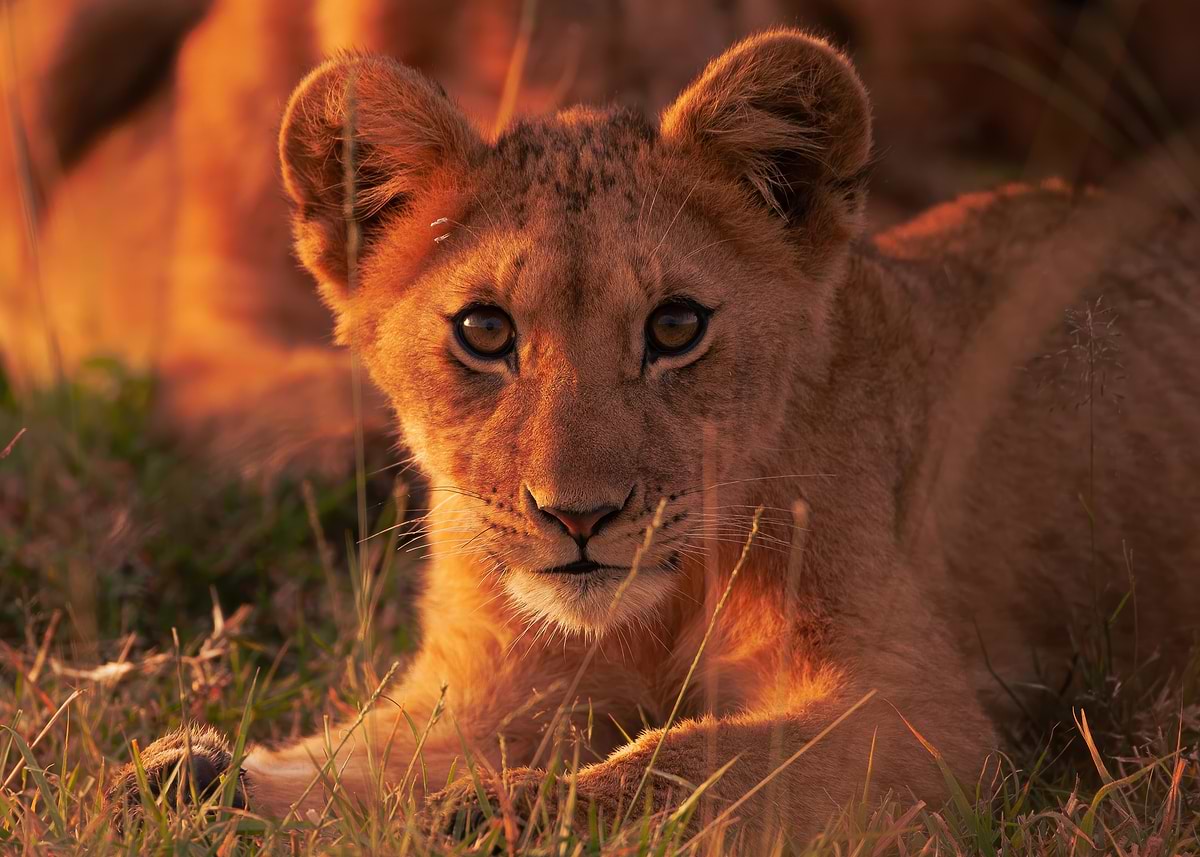 'Lion cub in golden hour light' Poster, picture, metal print, paint by ...