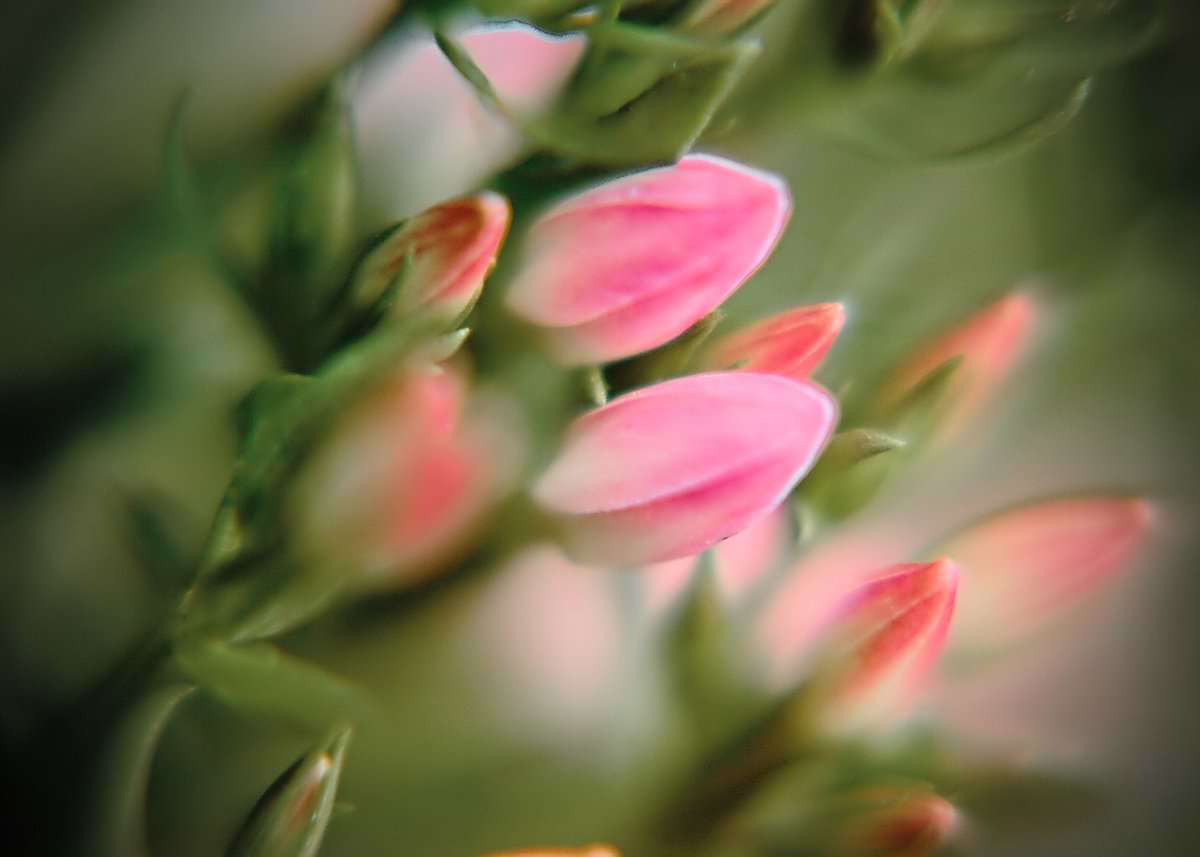 'Close-up of pink flower buds' Poster, picture, metal print, paint by ...