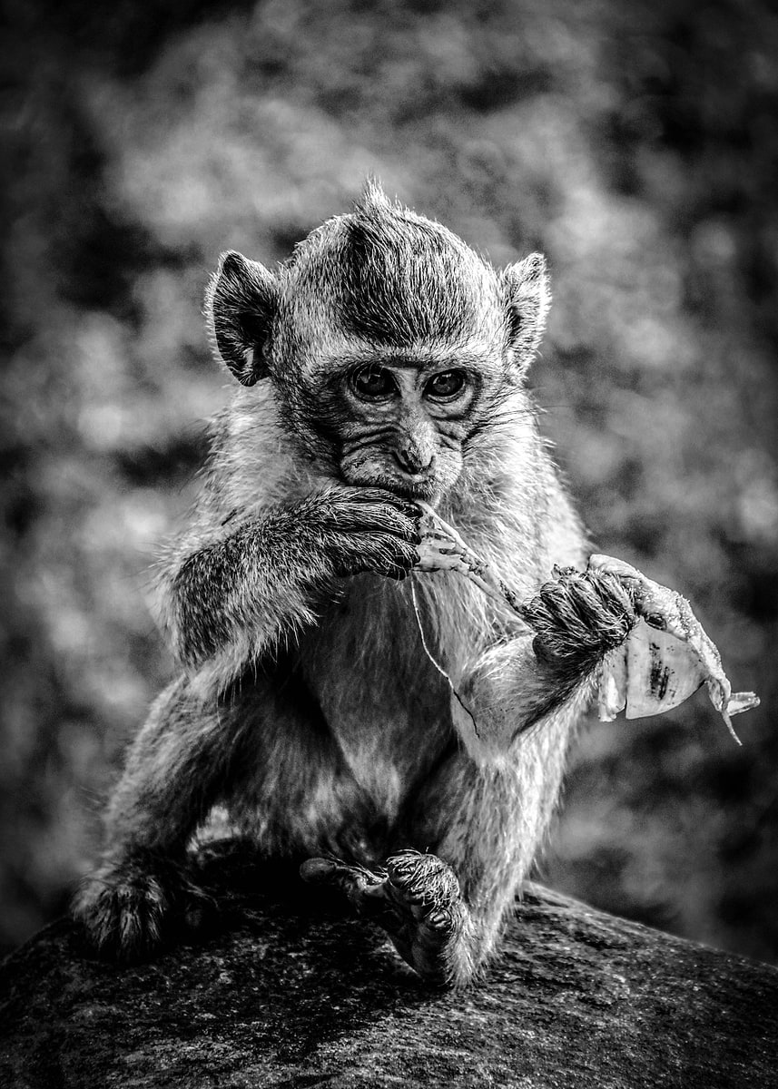 'Macaque I' Poster, picture, metal print, paint by Nooz Phlannel | Displate