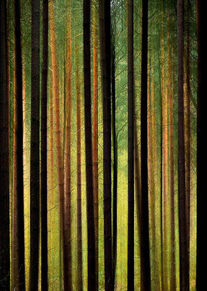 'Tall Trees Abstract' Poster, picture, metal print, paint by Svetlana ...