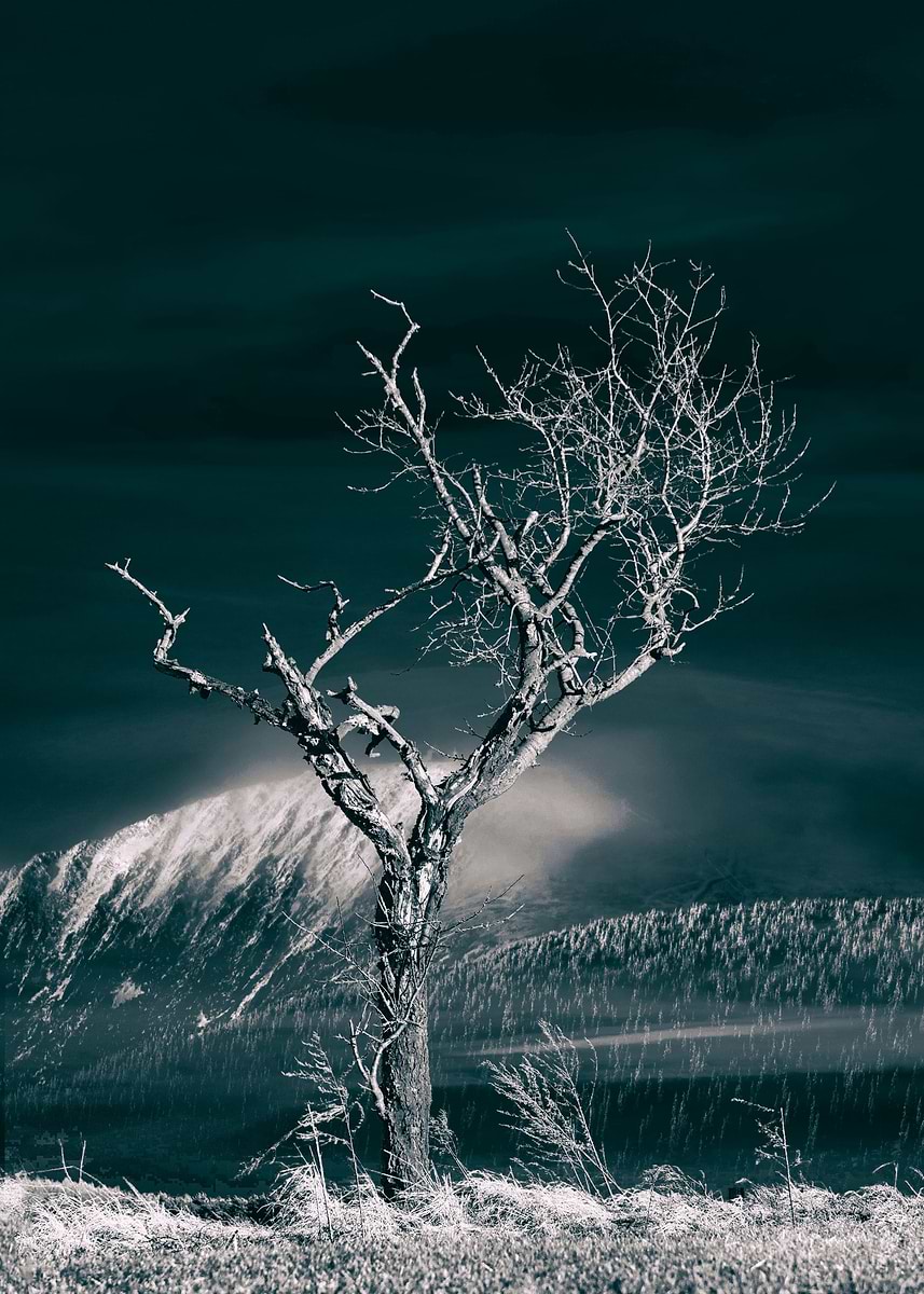 'The Frozen Tree' Poster, picture, metal print, paint by Andrew ...