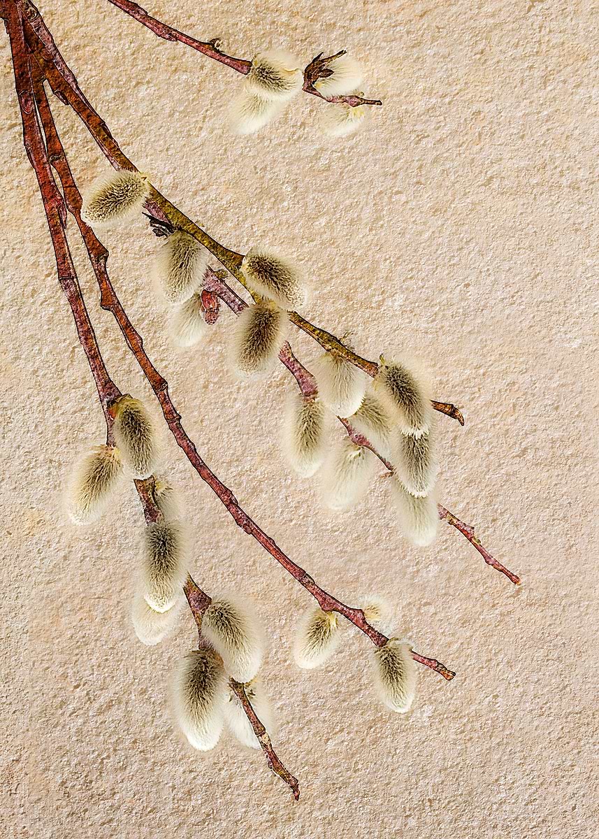 'Spring Branch' Poster, picture, metal print, paint by Svetlana Sewell ...