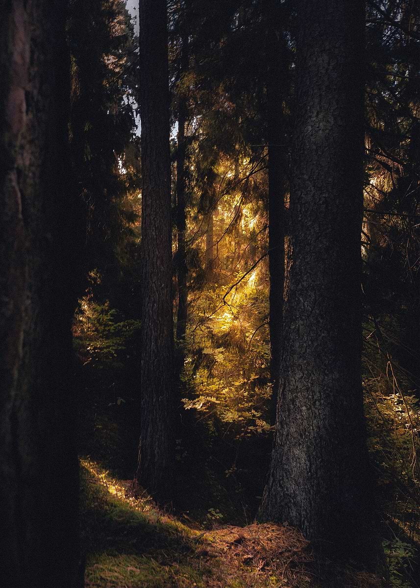 'Lophius piscatorius' Poster, picture, metal print, paint by Ulf ...