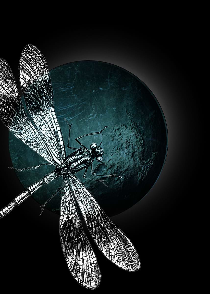 'DRAGONFLY IV-d' Poster, picture, metal print, paint by Pia Schneider ...