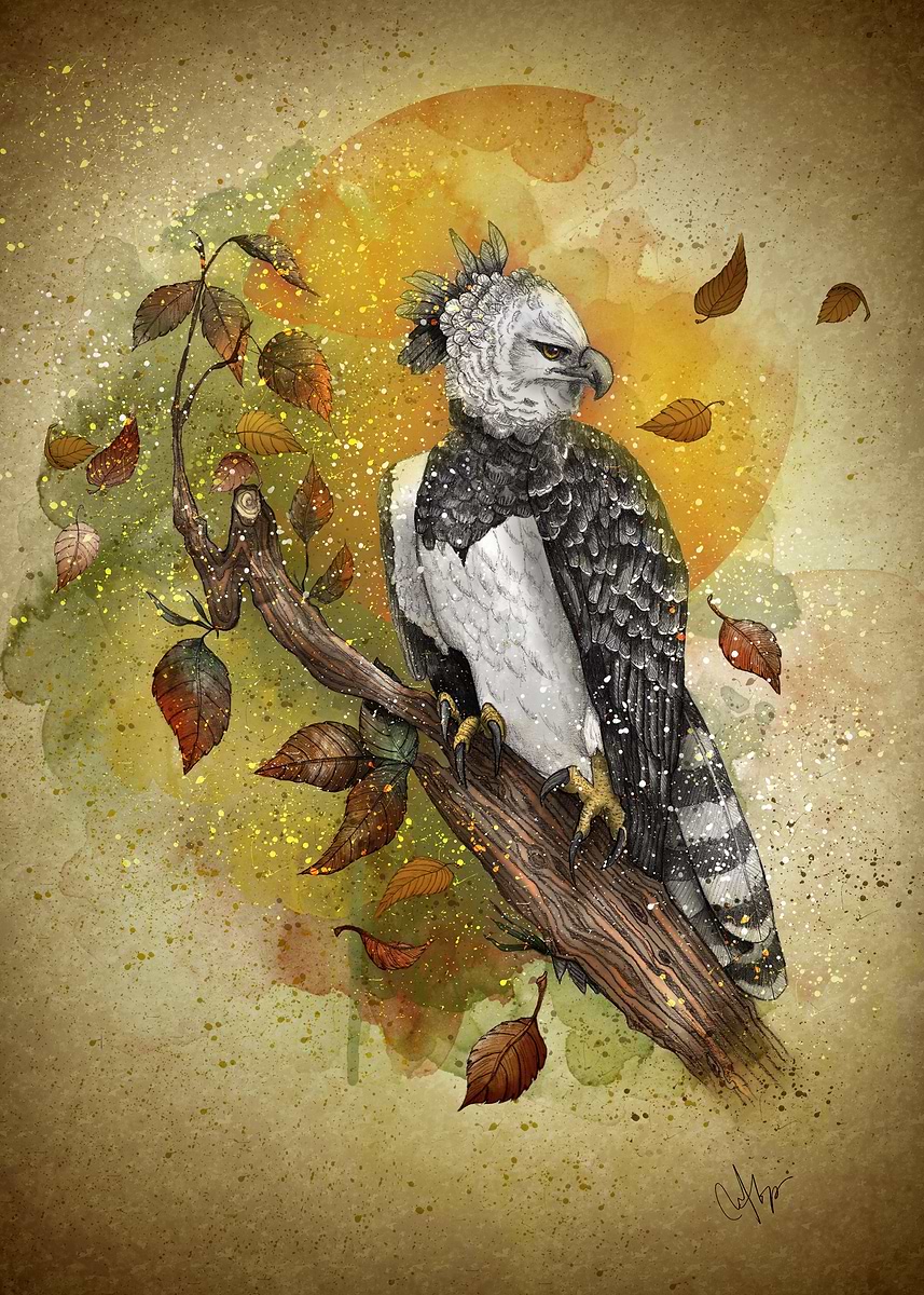 'Harpy Eagle' Poster, picture, metal print, paint by Marine Loup | Displate