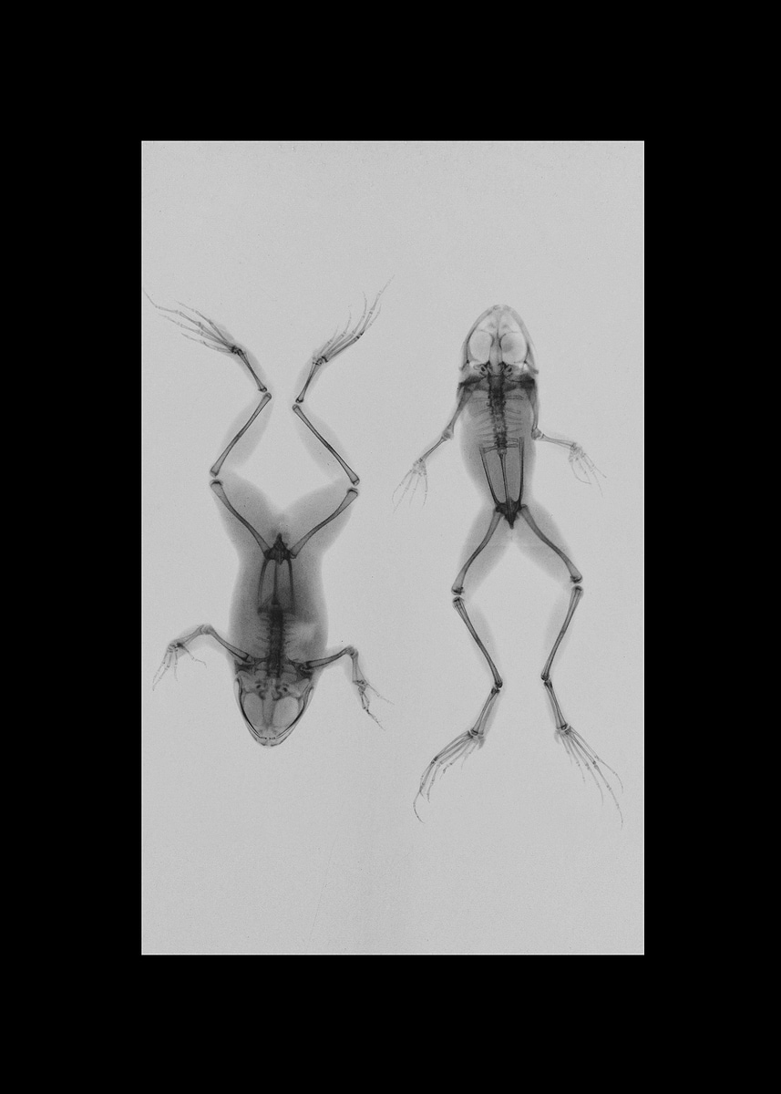 'Animal X-ray' Poster, picture, metal print, paint by Fine Art | Displate