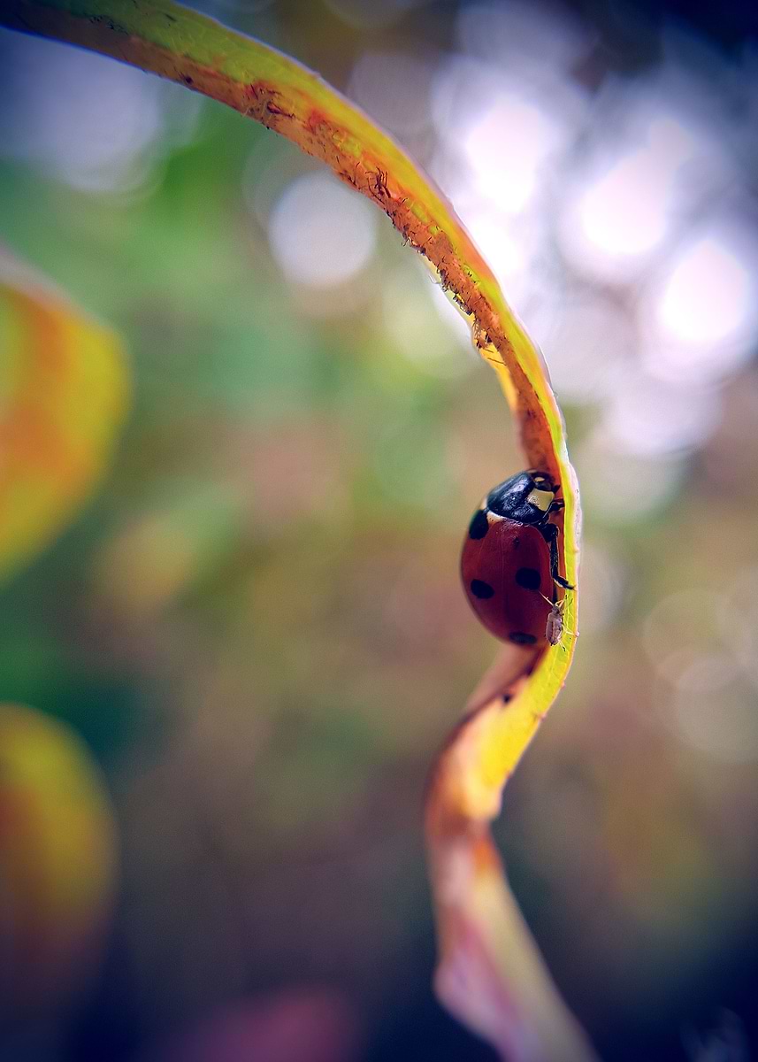 'Ladybird Toy Camera Effect' Poster, picture, metal print, paint by Amy ...