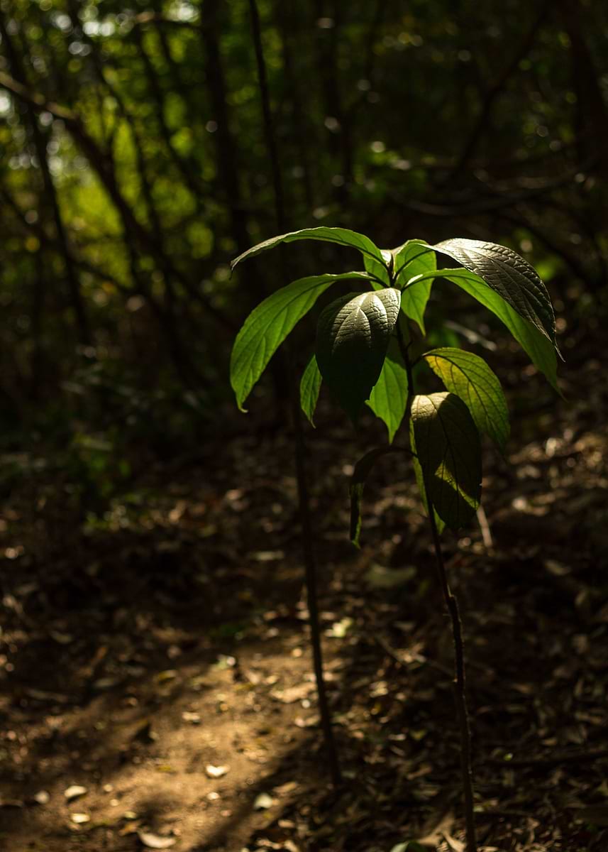 'urca' Poster, picture, metal print, paint by Rafael Campezato | Displate