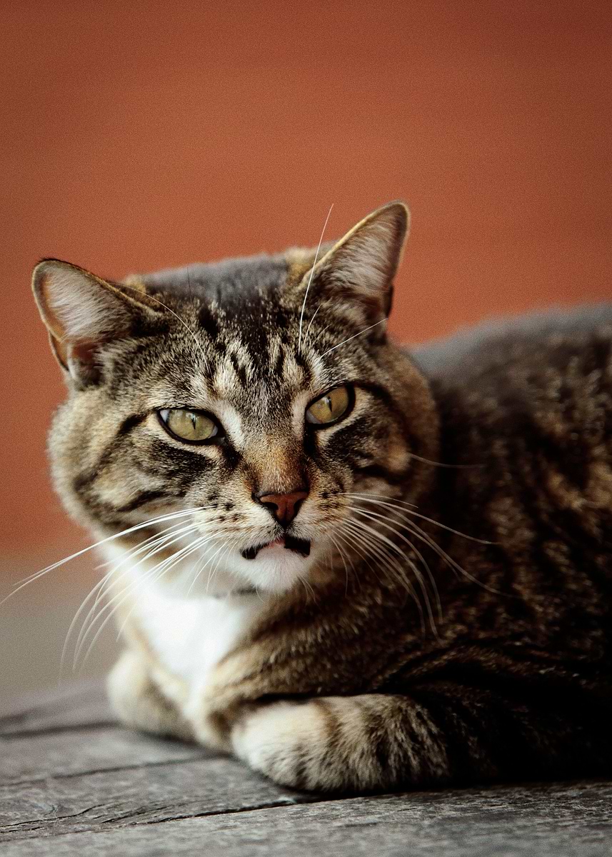 'Cat 2' Poster, picture, metal print, paint by Daniel Gaudin | Displate