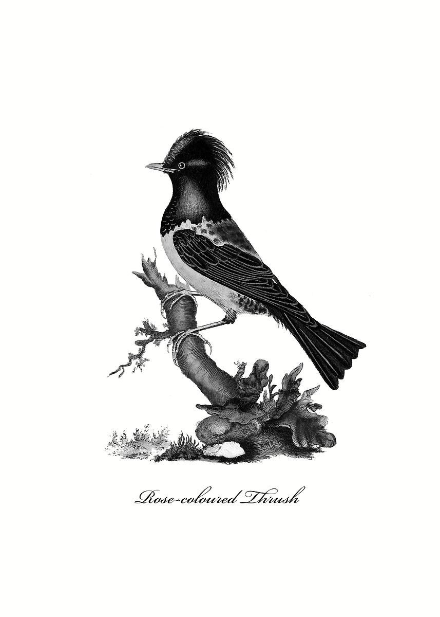 'Rose coloured Thrush' Poster, picture, metal print, paint by Print ...