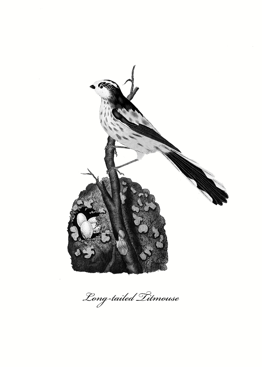 'Long tailed Titmouse' Poster, picture, metal print, paint by Print ...