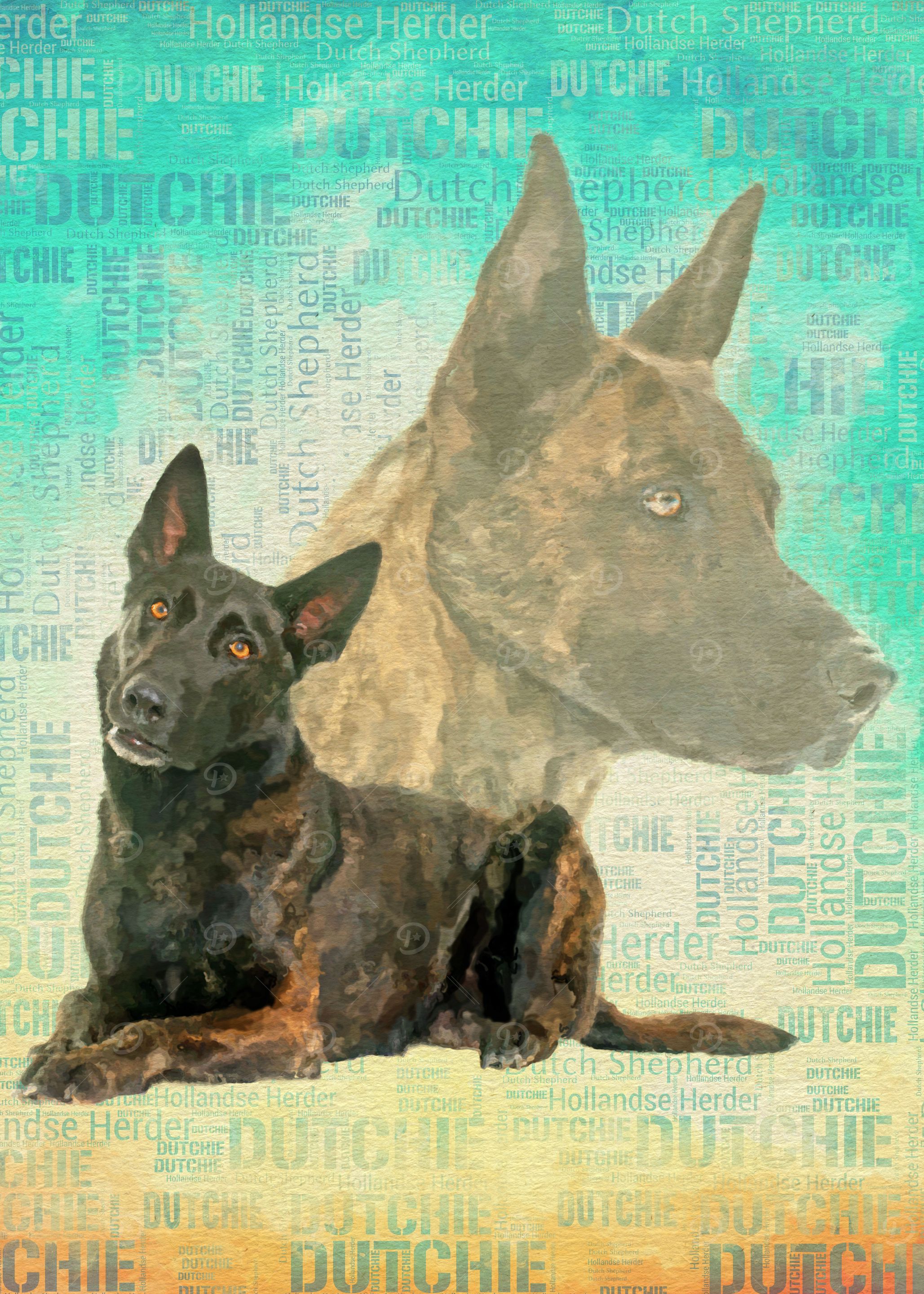 'Dutch Shepherd Dutchie' Poster, picture, metal print, paint by ...