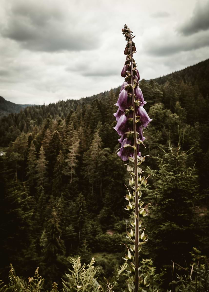 'Purple foxglove' Poster, picture, metal print, paint by Doreen Müller ...