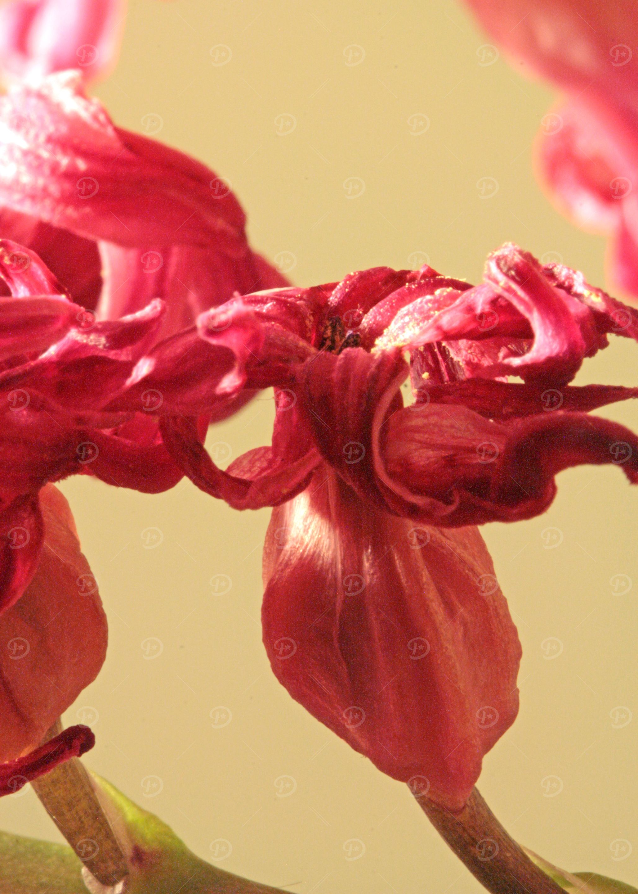 'Hyacinthus' Poster, picture, metal print, paint by Ana Rodrigues ...