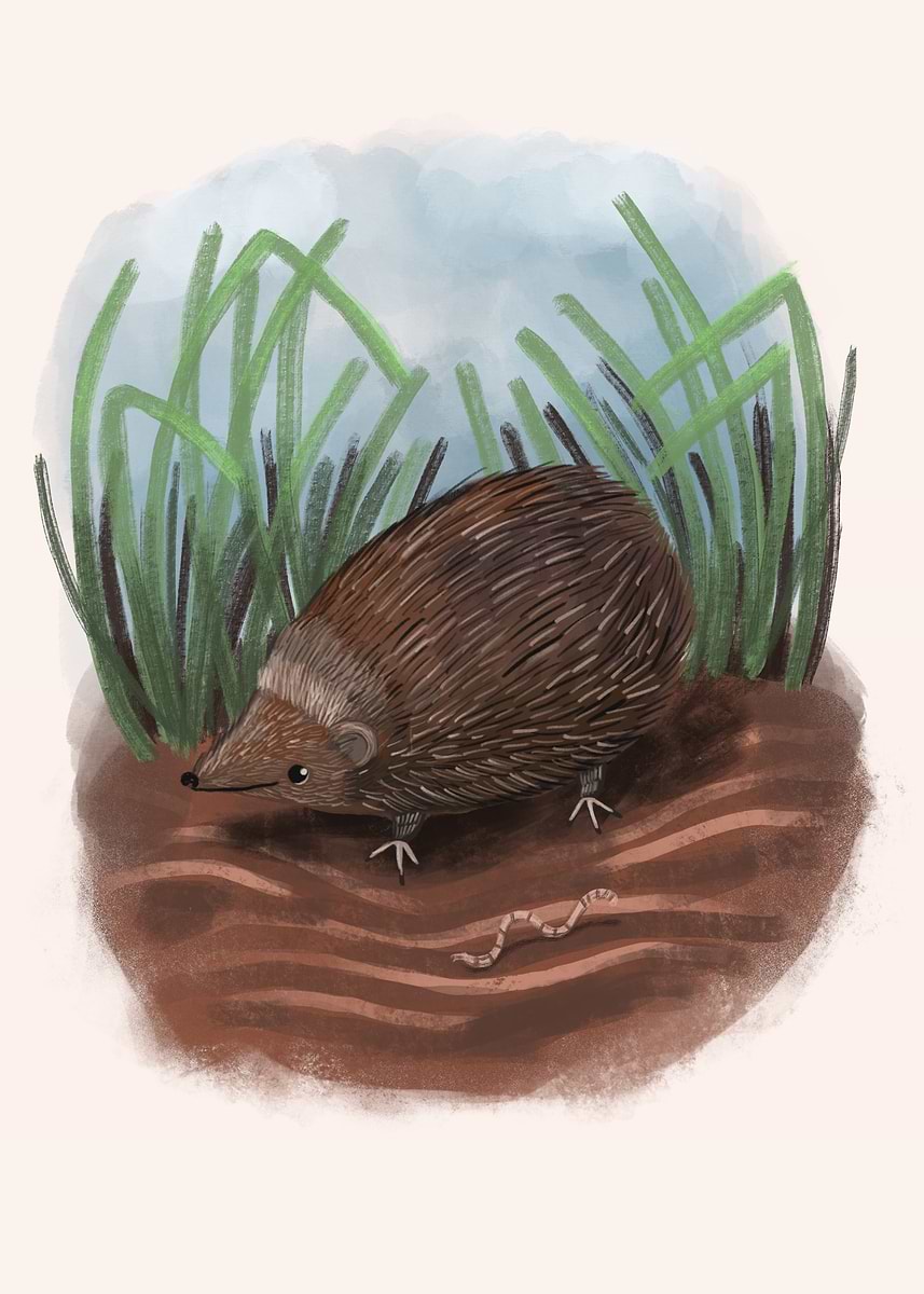 'Hidden Hedgehog' Poster, picture, metal print, paint by Matt Corrigan ...