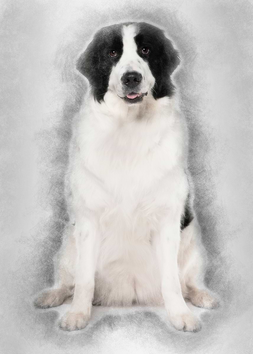 'Black and white Landseer d' Poster, picture, metal print, paint by ...