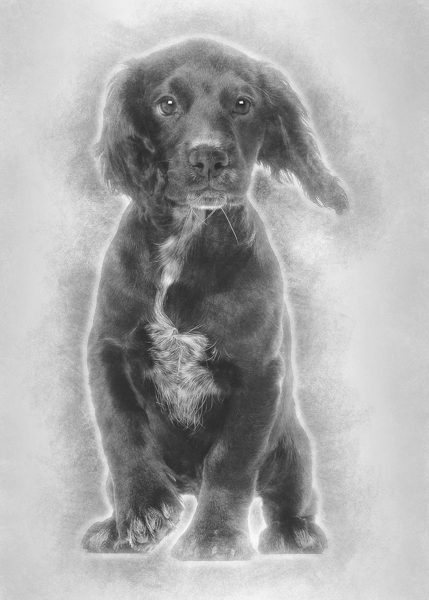 'Working Cocker Spaniel aga' Poster, picture, metal print, paint by ...