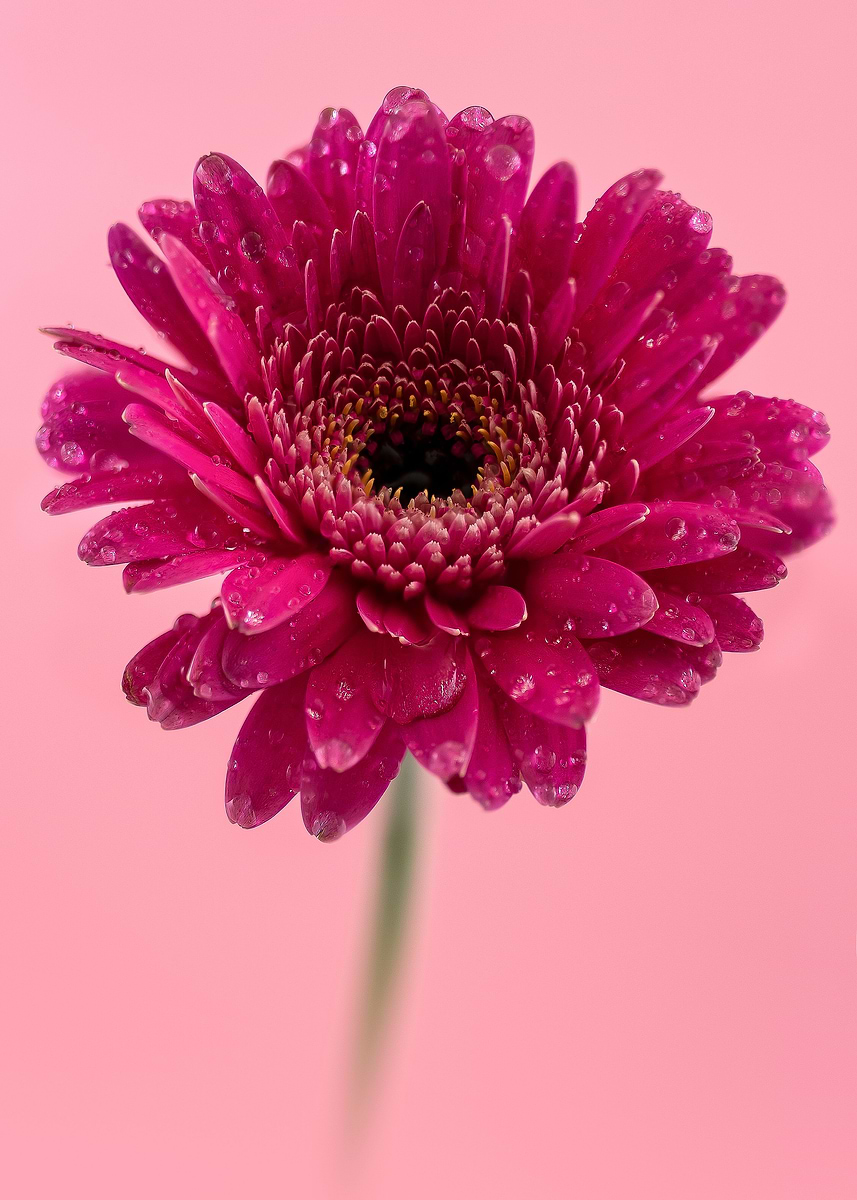 'Gerber flower' Poster, picture, metal print, paint by Svetlana Sewell ...