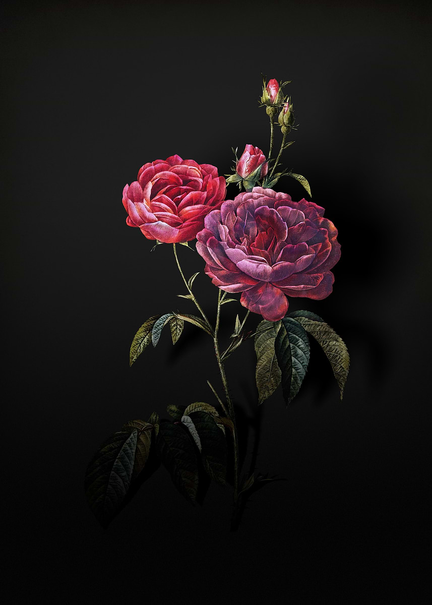 'Shadowy Purple Roses' Poster, picture, metal print, paint by Holy Rock ...