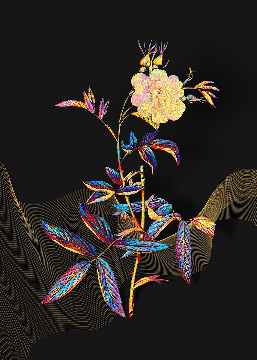 'Prismatic Rose of York' Poster, picture, metal print, paint by Holy ...
