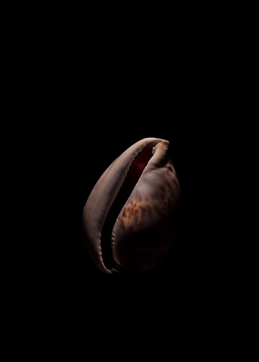 'Mysterious shell' Poster, picture, metal print, paint by Zipo | Displate