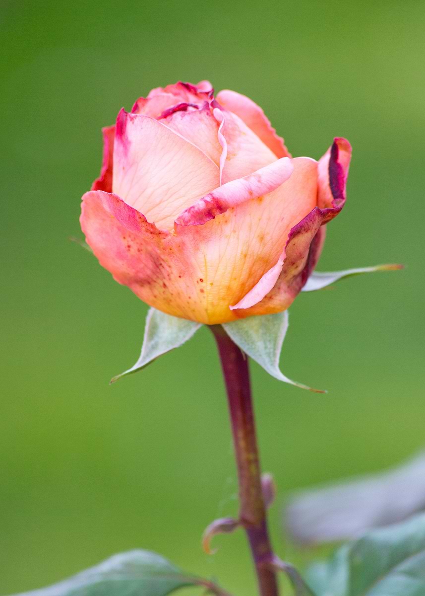 'Colorful rose' Poster, picture, metal print, paint by Giuseppe Cammino ...