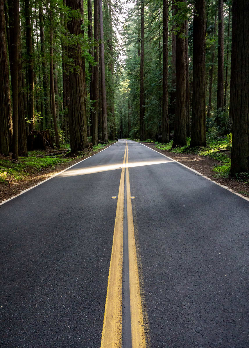 'Road Into the Forest' Poster, picture, metal print, paint by Done4 ...