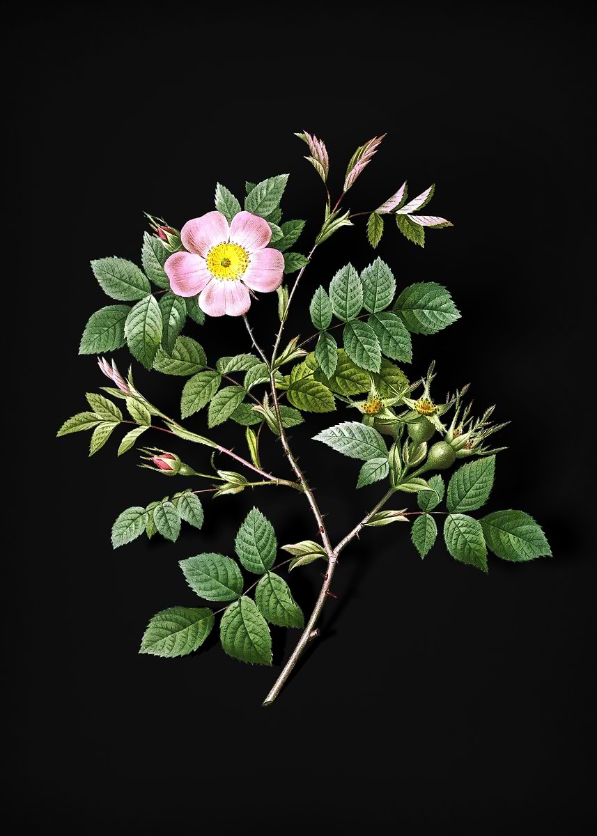 'Blooming Malmedy Rose' Poster, picture, metal print, paint by Holy ...