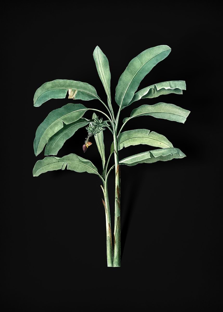 'Vintage Banana Tree' Poster, picture, metal print, paint by Holy Rock ...